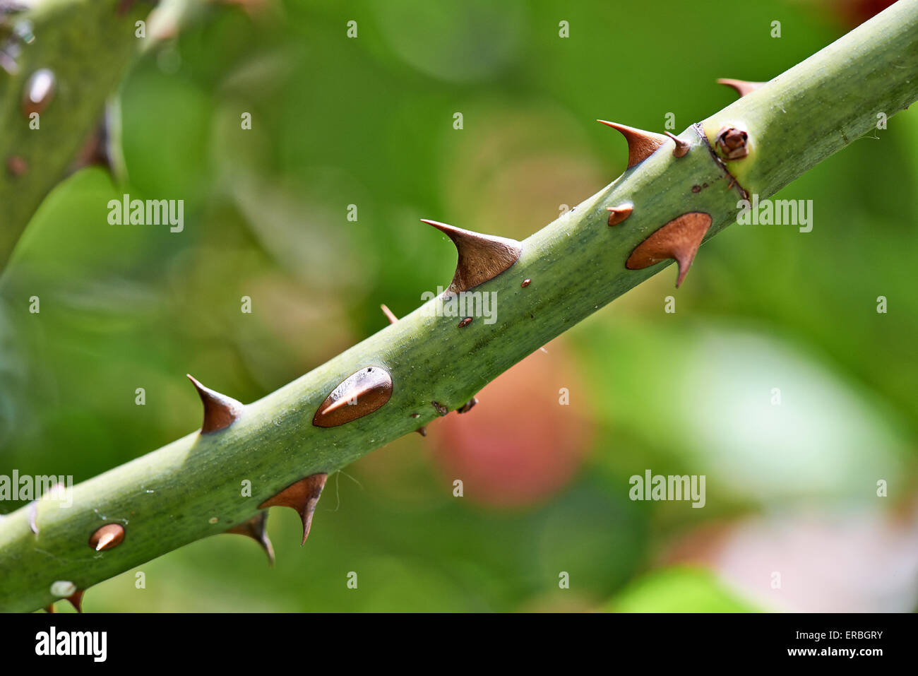 Detail of rose thorns in natural green background Stock Photo - Alamy
