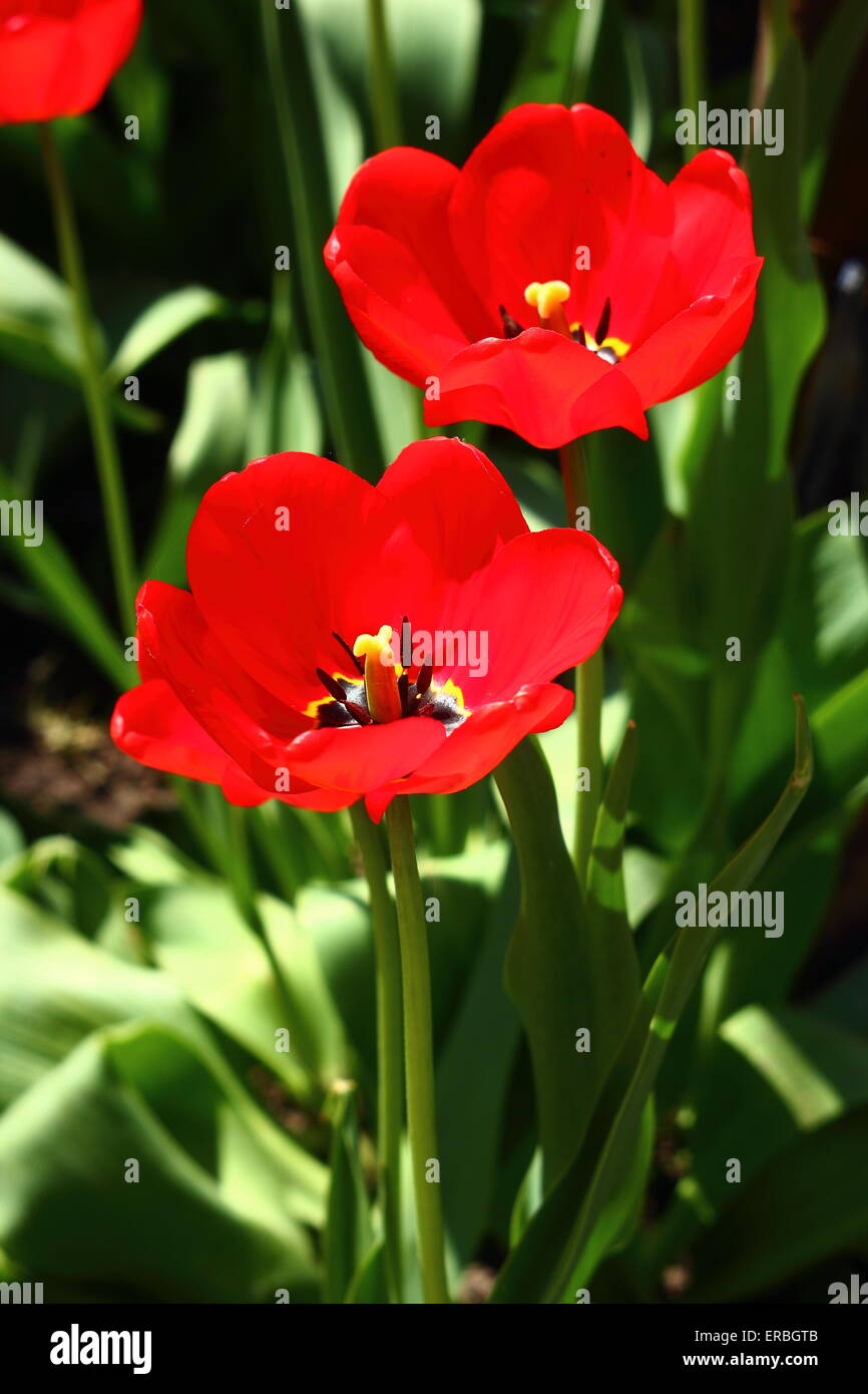 Two tulips in the garden close-up Stock Photo - Alamy