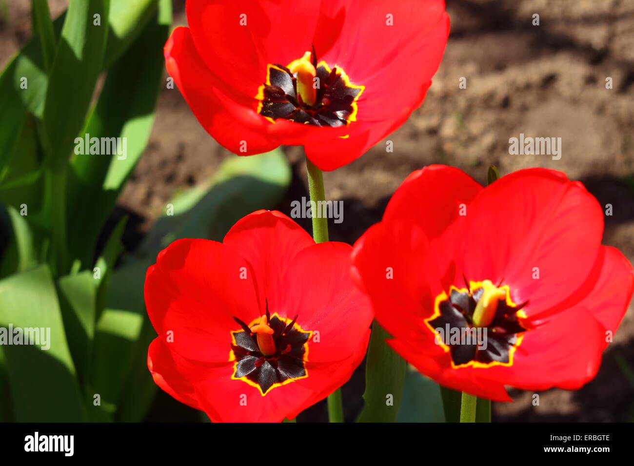 Three fresh red tulips hi-res stock photography and images - Alamy
