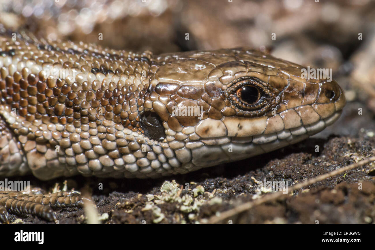 Portrait of an lizard Stock Photo - Alamy