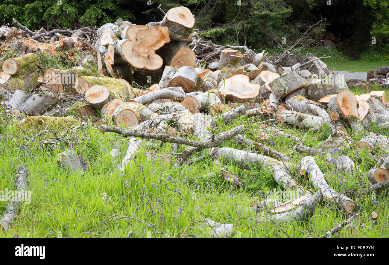 Storm damaged fallen tree sawn into pieces Stock Photo - Alamy