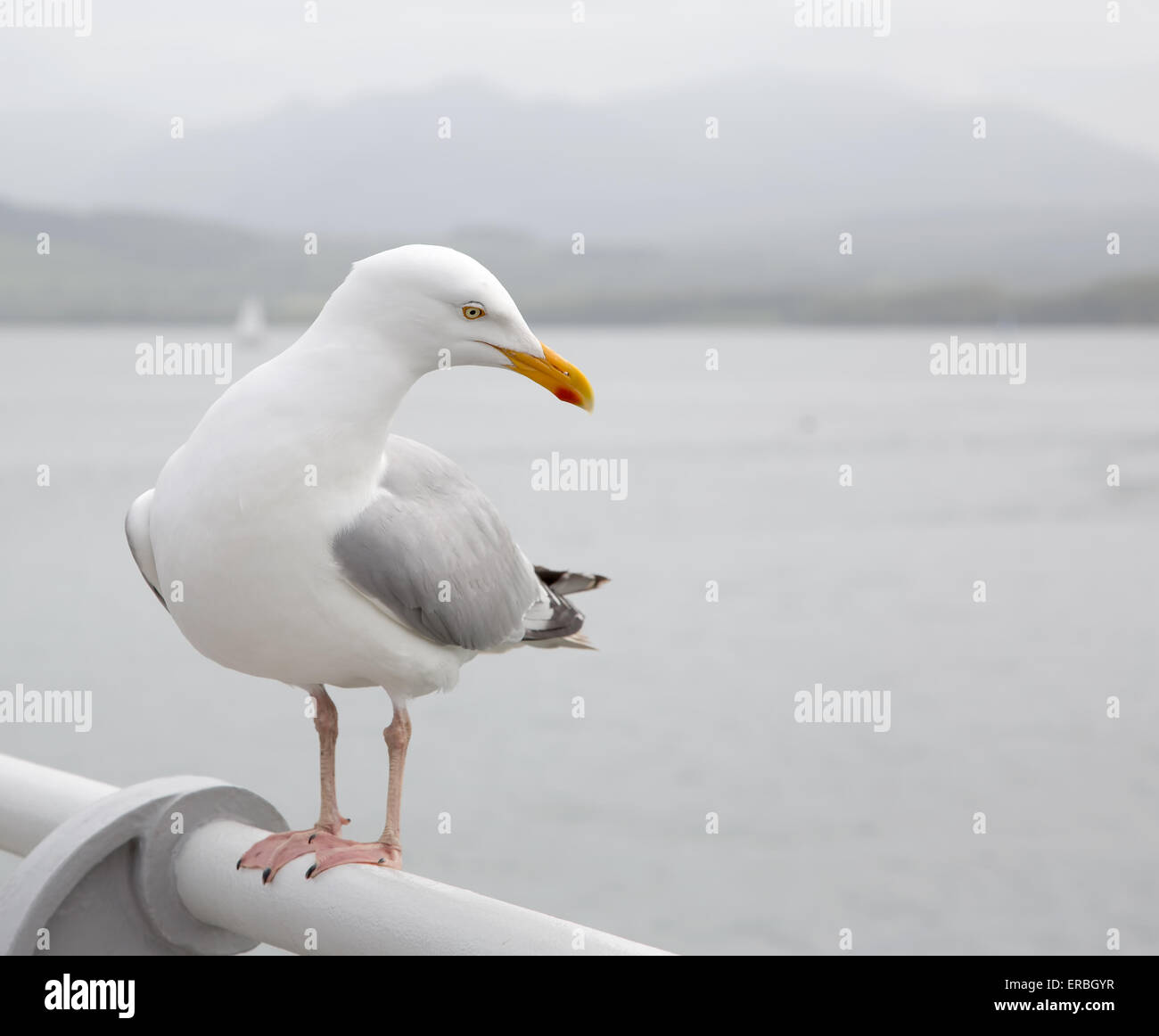 Seagull perched on a pier handrail Stock Photo - Alamy