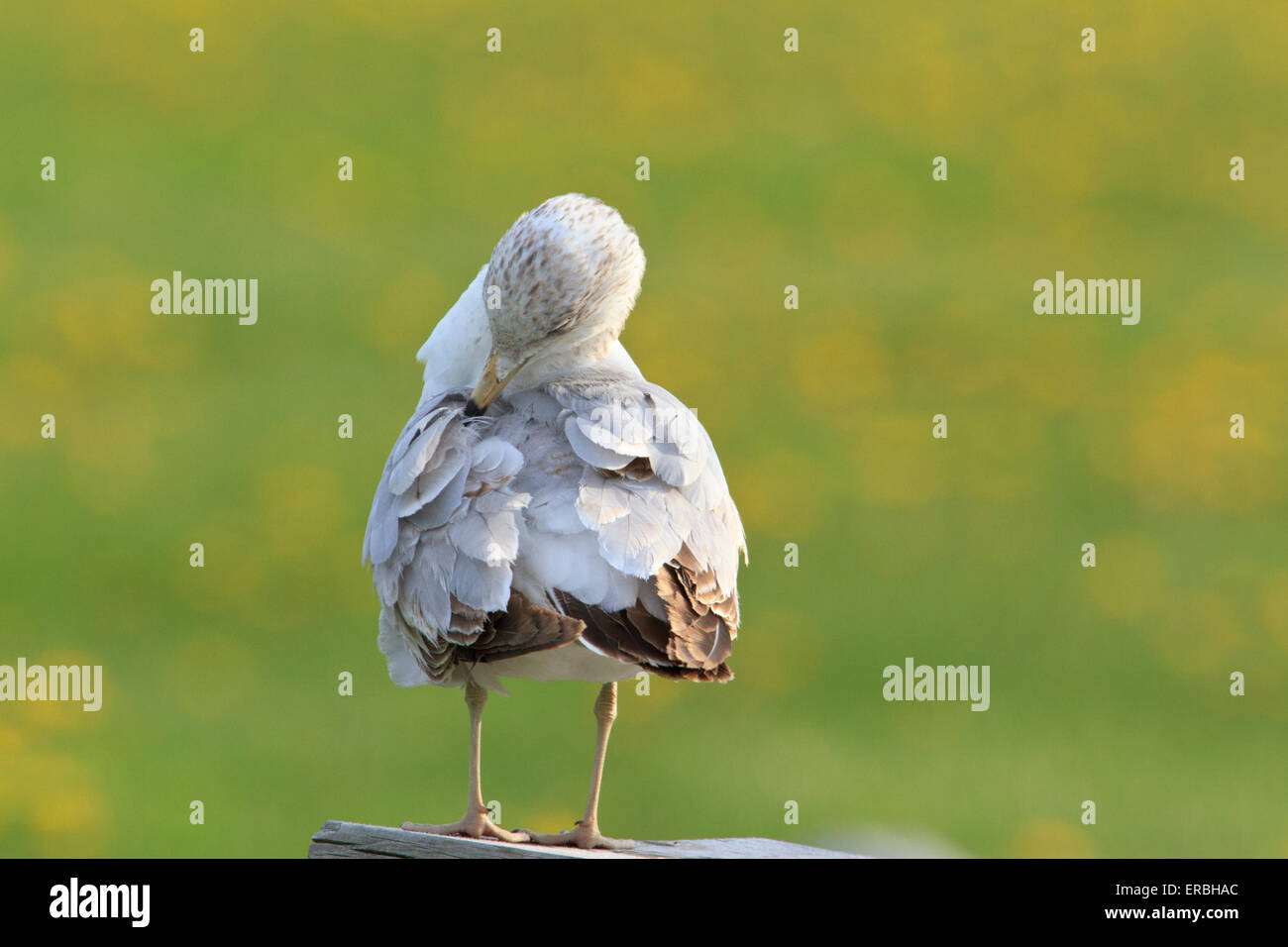 Ring-billed Gull (Larus delawarensis) preening Stock Photo - Alamy