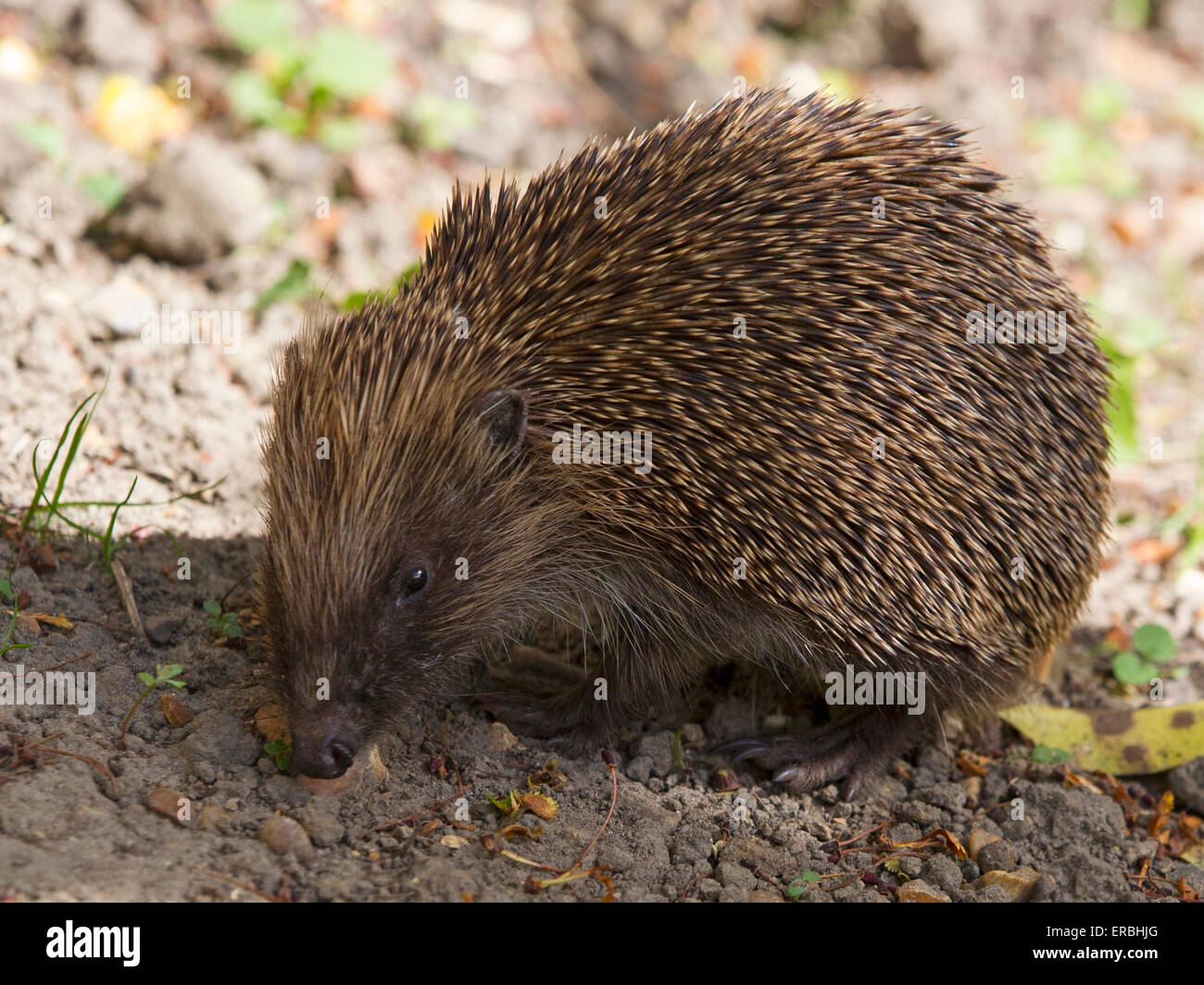 European hedgehog hi-res stock photography and images - Alamy