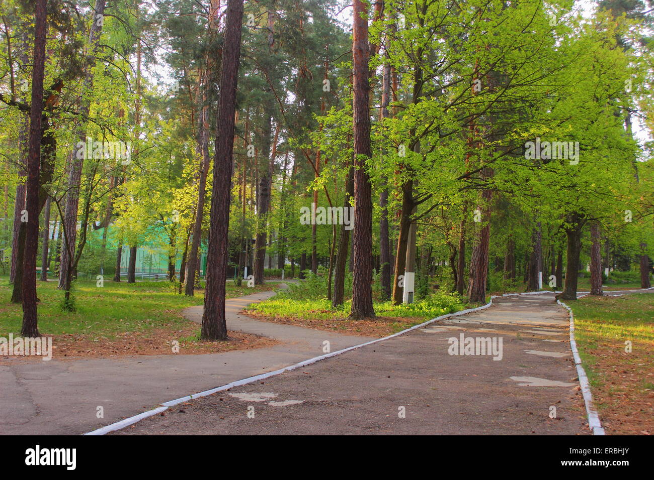 Spring long avenue with trees growing Stock Photo - Alamy