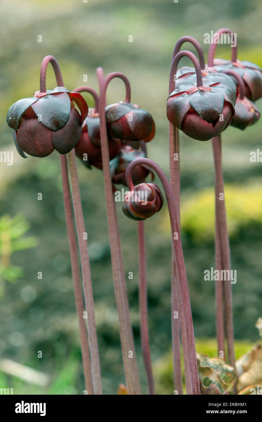 Pitcher plant sarracenia purpurea hi-res stock photography and images ...