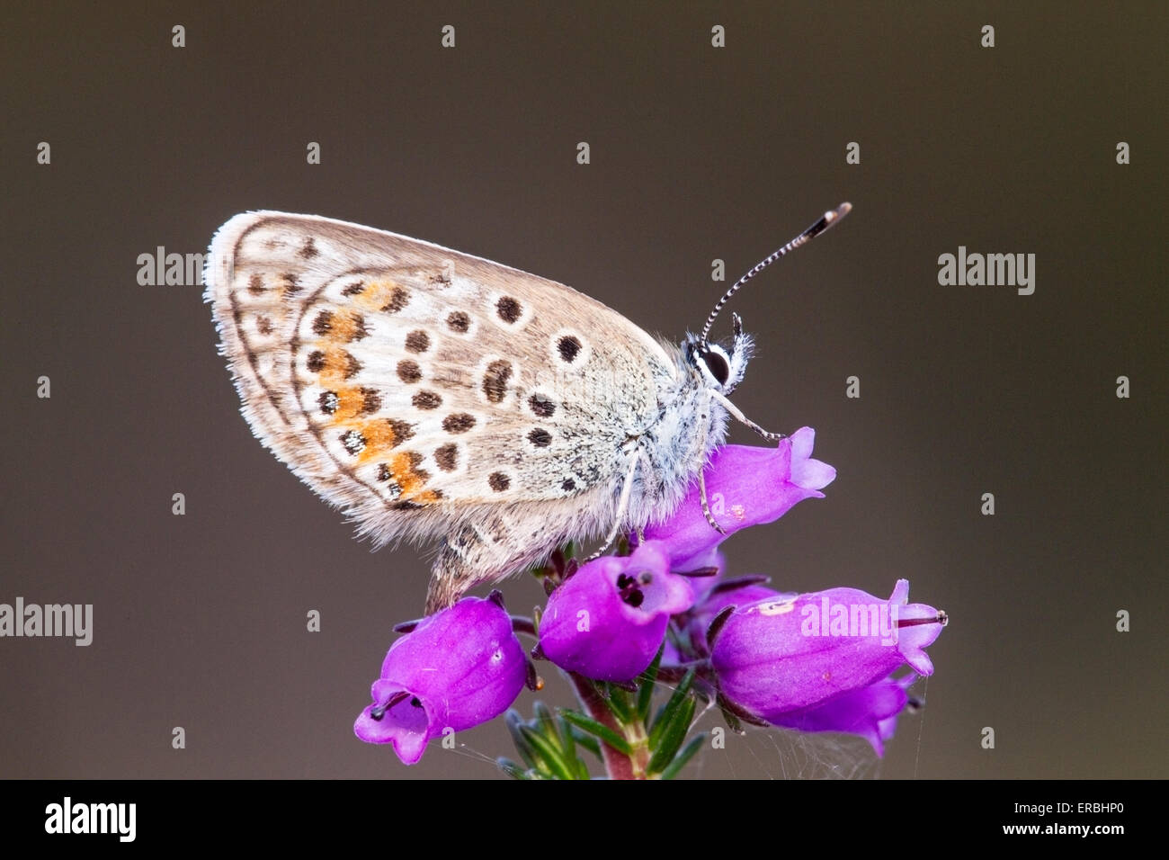 Blue butterfly larvae ant hi-res stock photography and images - Alamy