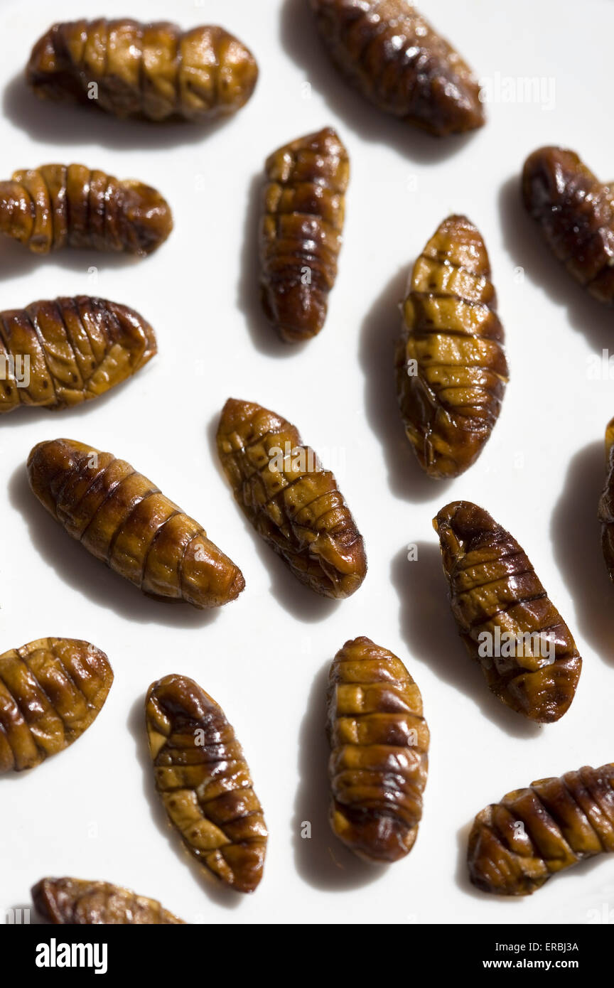 Fried or Cooked Silkworm Larvae sold at street markets in Thailand ...