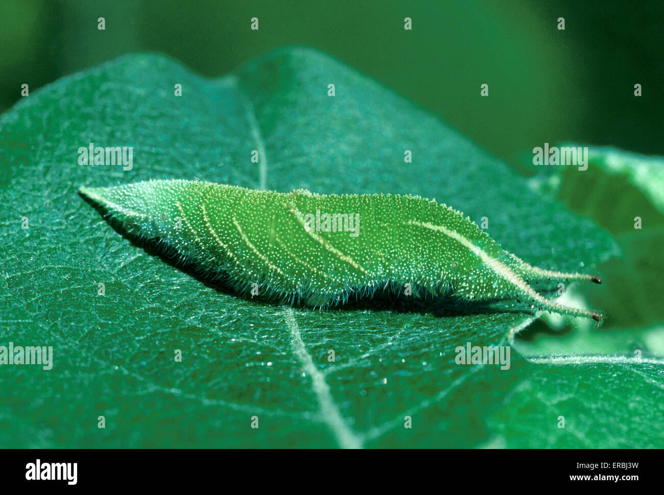 Purple Emperor - Apatura iris - larva Stock Photo - Alamy
