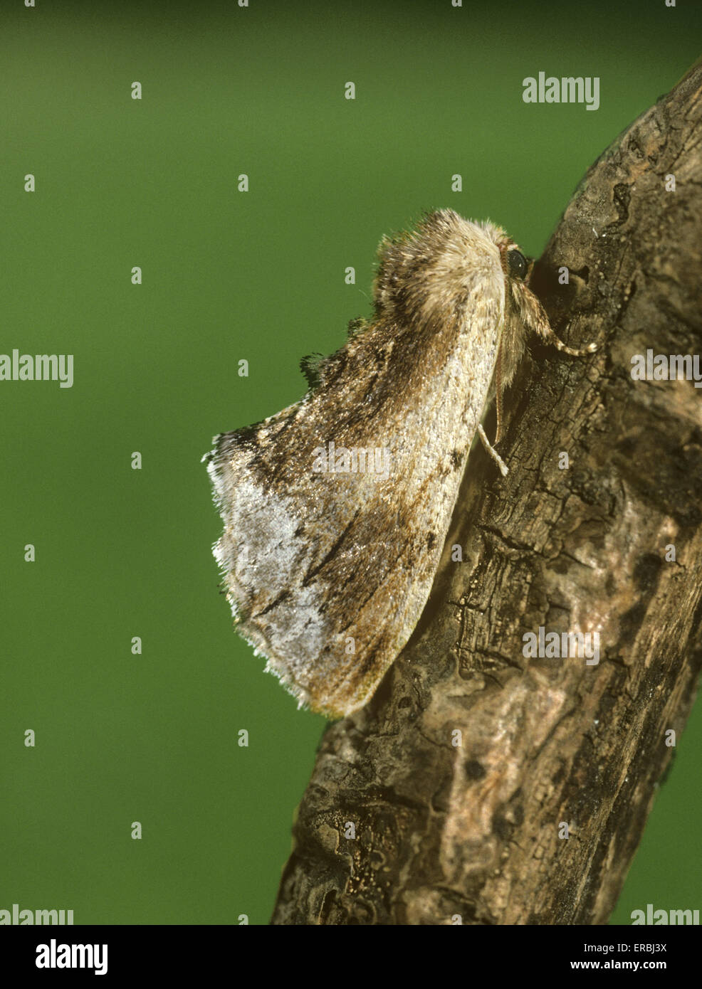 Prominent moths hi-res stock photography and images - Alamy