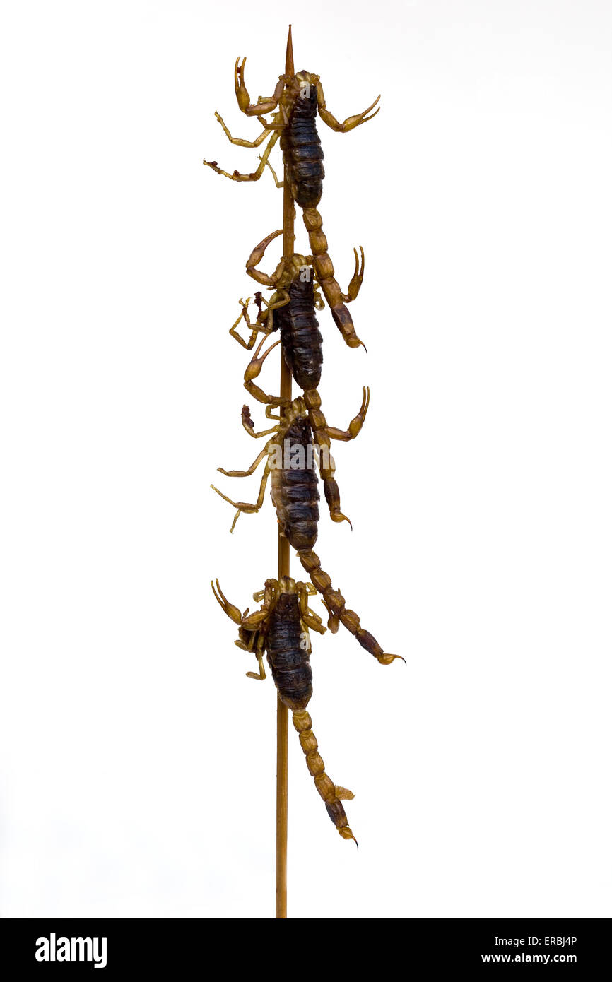 Fried or cooked yellow Scorpions on a stick as sold at Donghuamen night ...