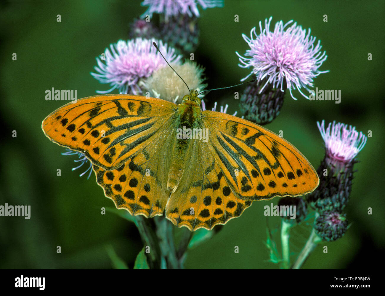 Silver-washed Fritillary - Argynnis paphia Stock Photo - Alamy