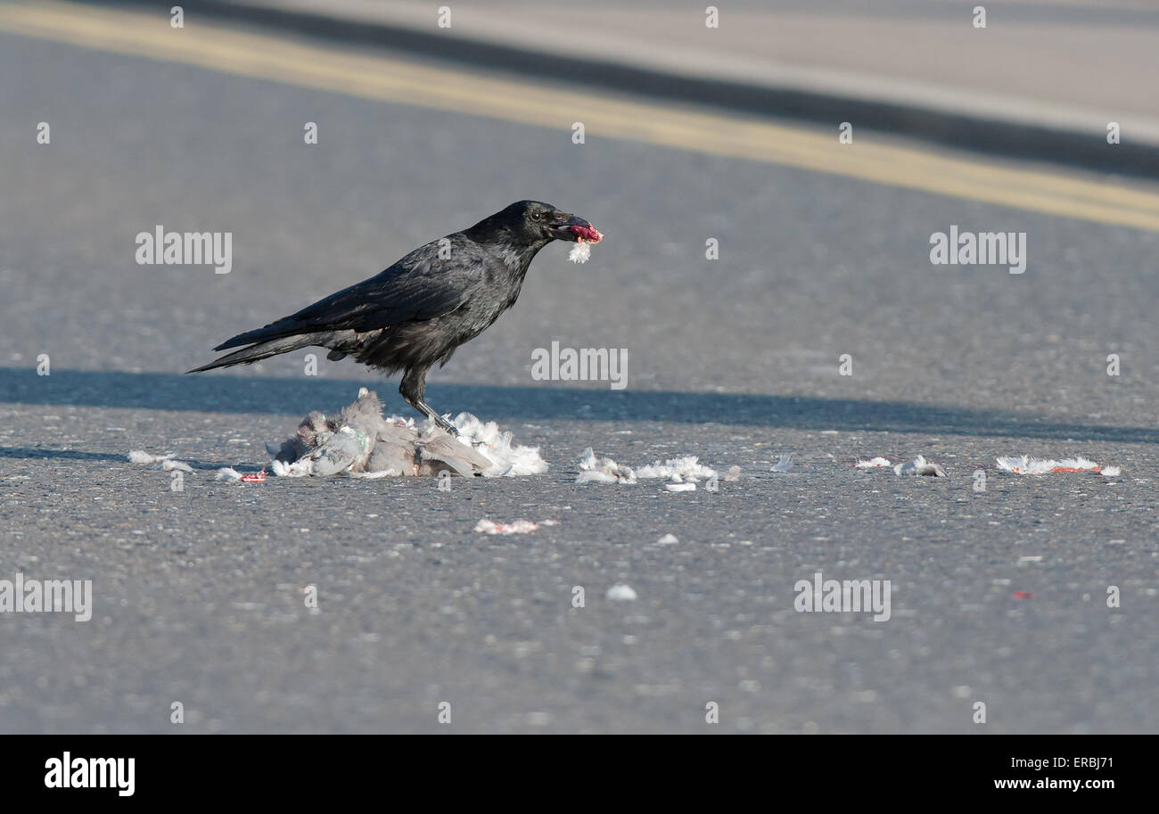 Raven Road High Resolution Stock Photography and Images - Alamy