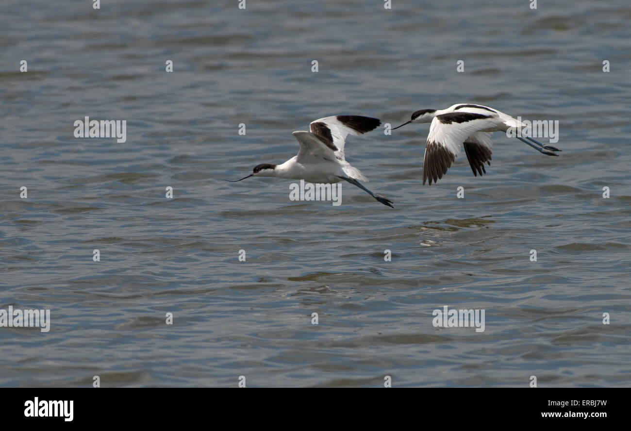 Pair of Avocets-Recurvirostra avosetta in flight. Spring. Uk Stock ...