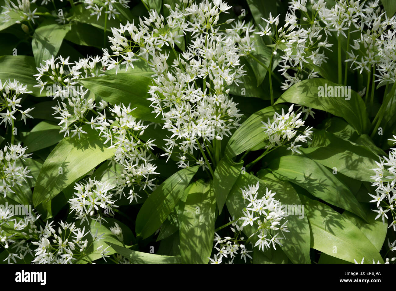 Wild Garlic Allium Ursinum close-up Kent England Stock Photo - Alamy