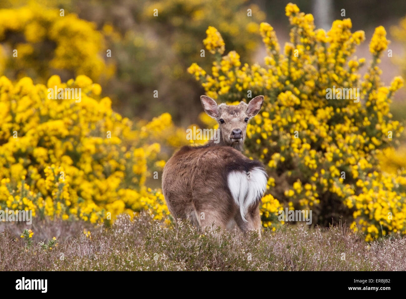 roe deer (Capreolus capreolus) adult female, near gorse bush in flower ...