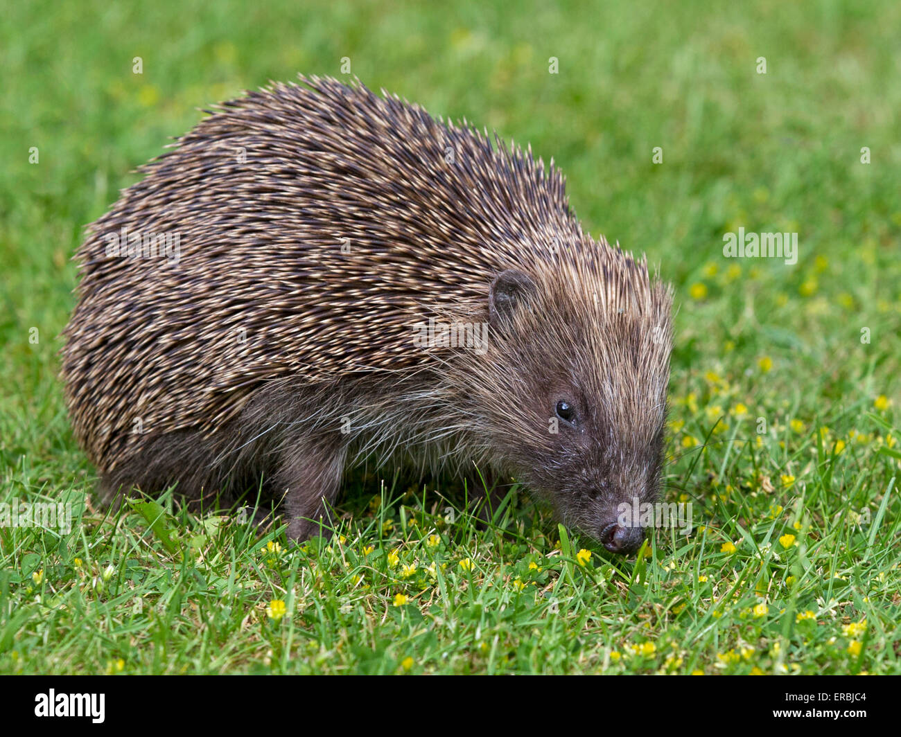Common hegehog hi-res stock photography and images - Alamy