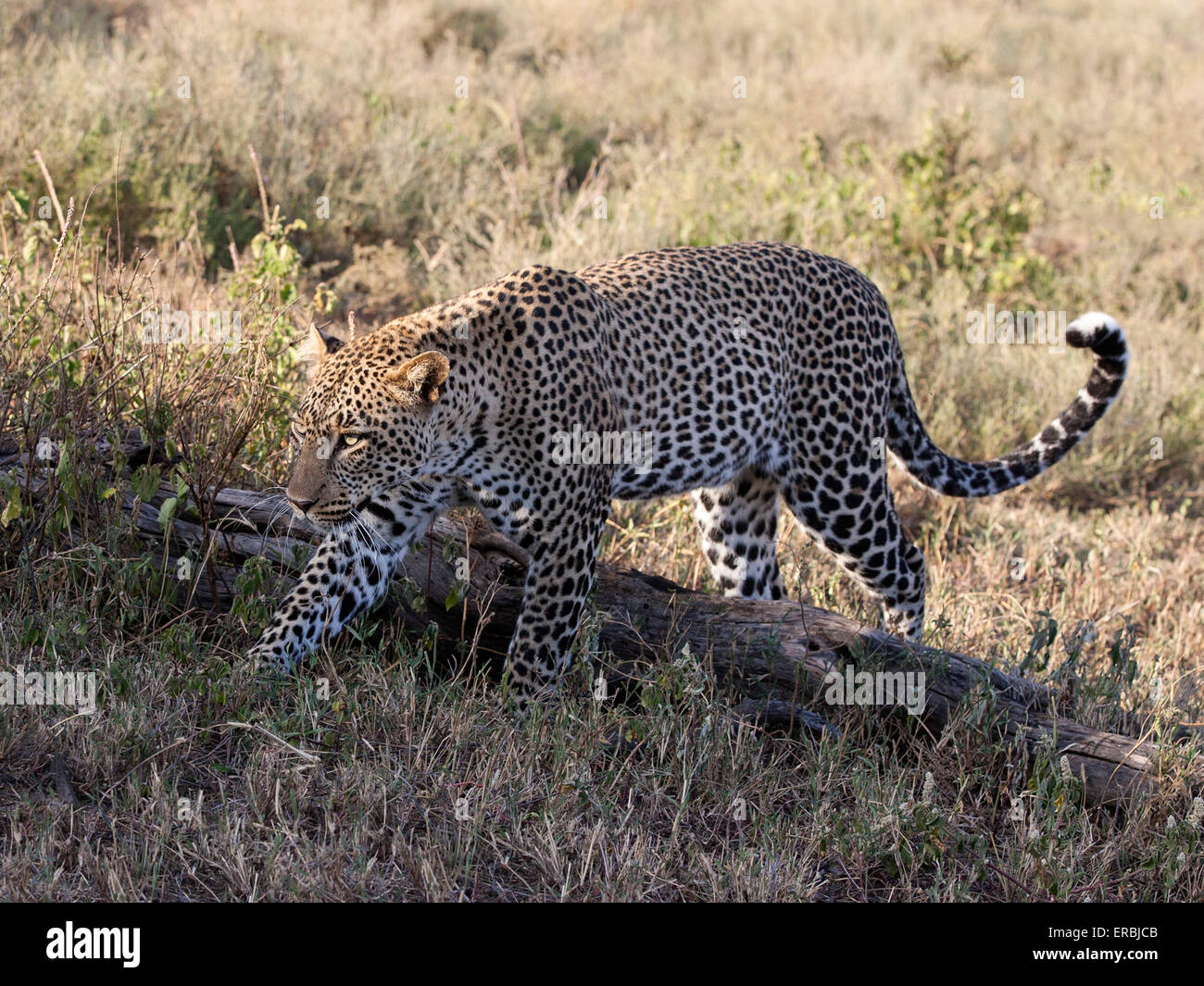 Leopard walking hi-res stock photography and images - Alamy