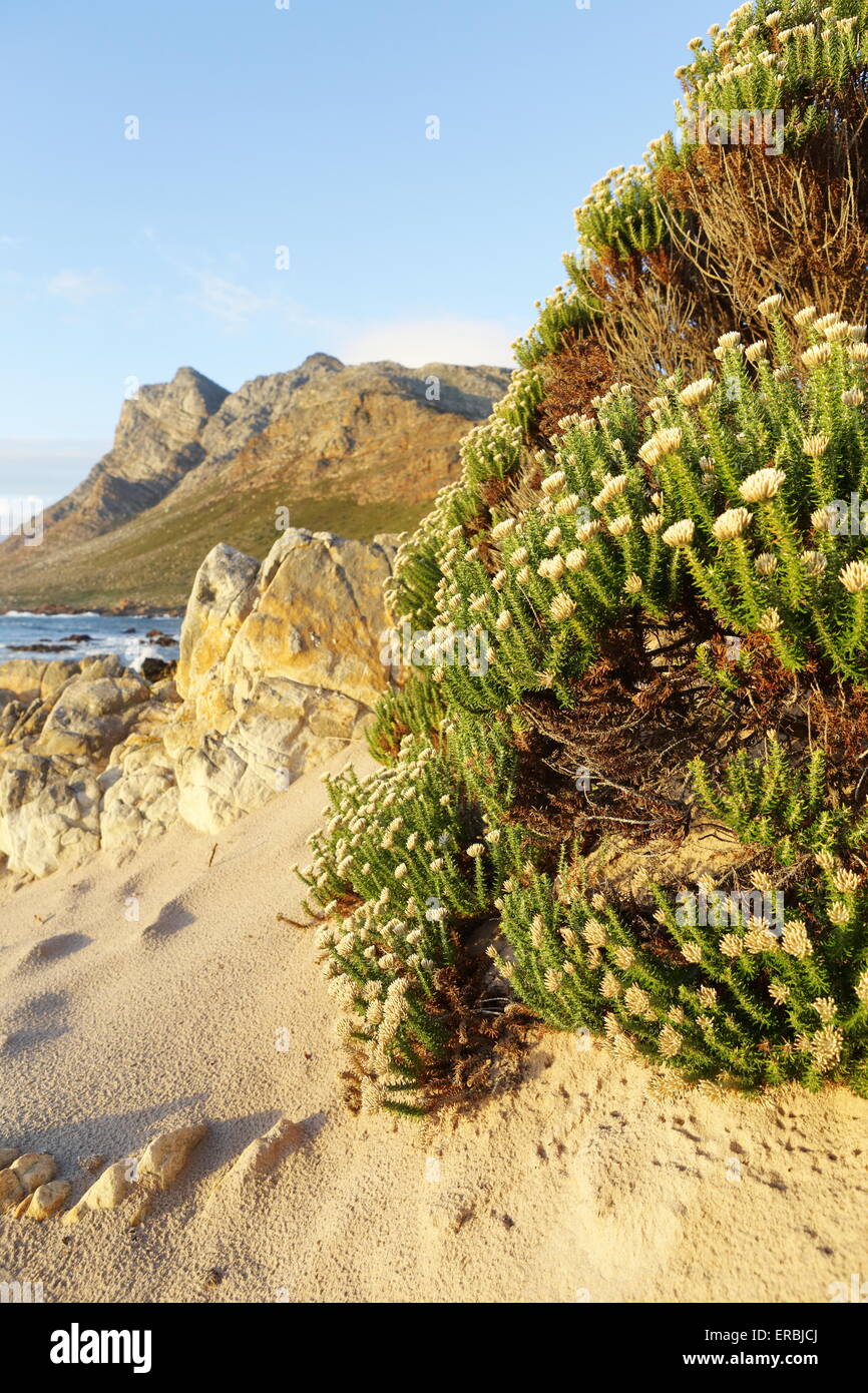 Bush of fynbos in bloom in Rooi Els Stock Photo - Alamy