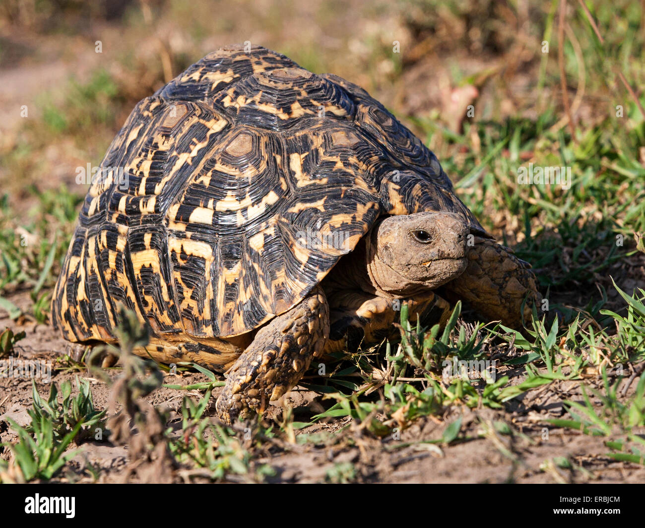 Leopard tortoise hi-res stock photography and images - Alamy
