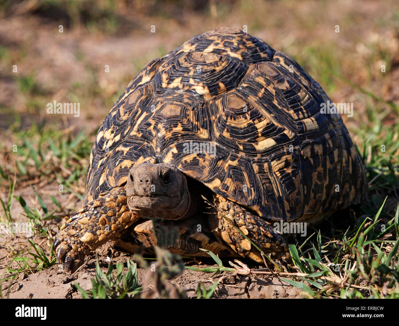 Leopard tortoise hi-res stock photography and images - Alamy