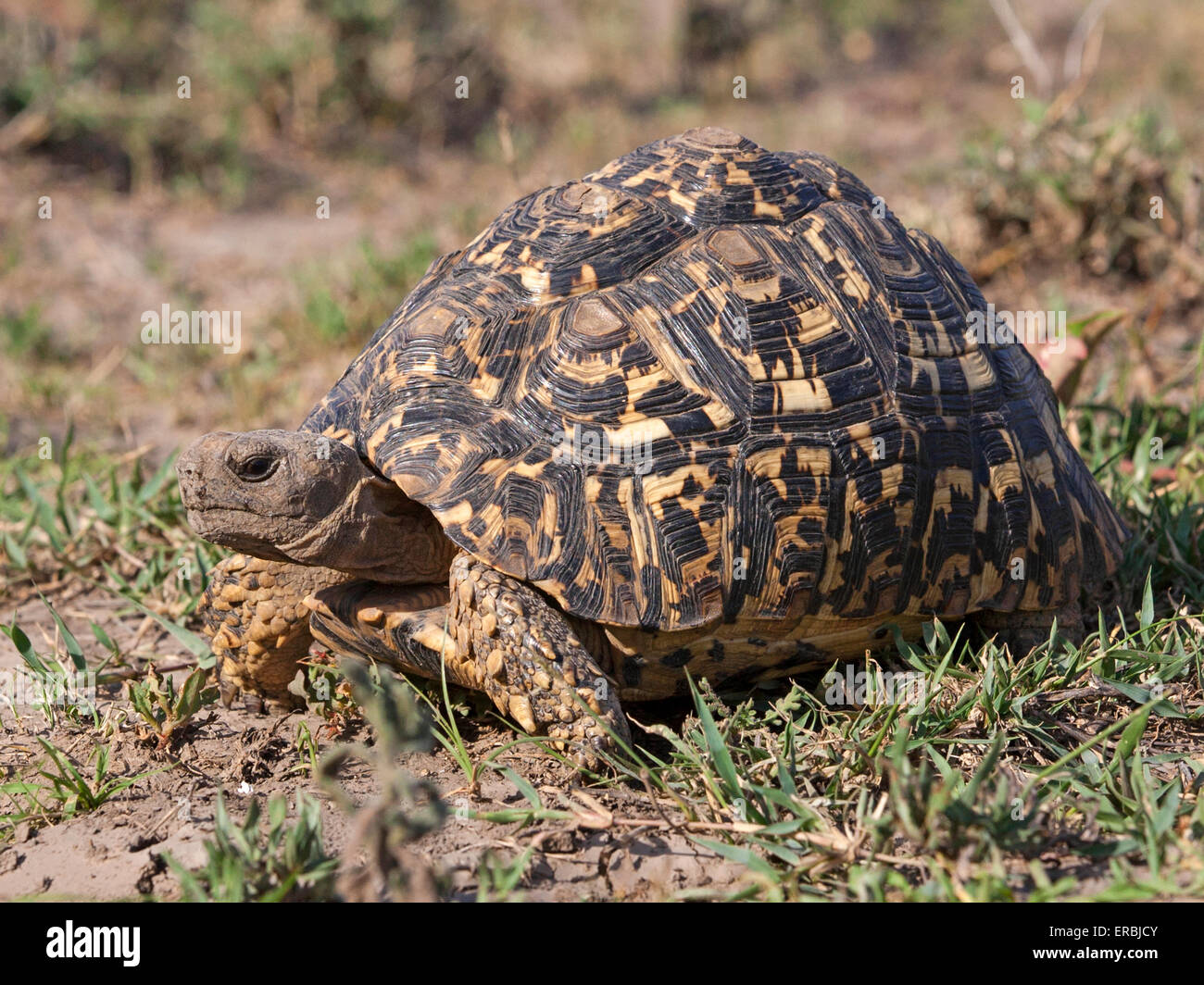 Leopard tortoise walking Stock Photo - Alamy