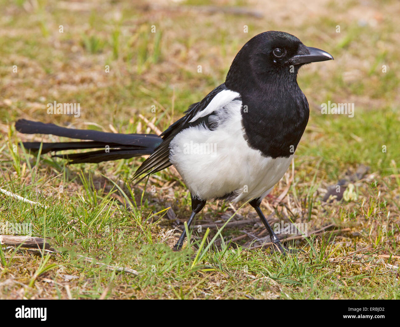 Crows standing hi-res stock photography and images - Alamy