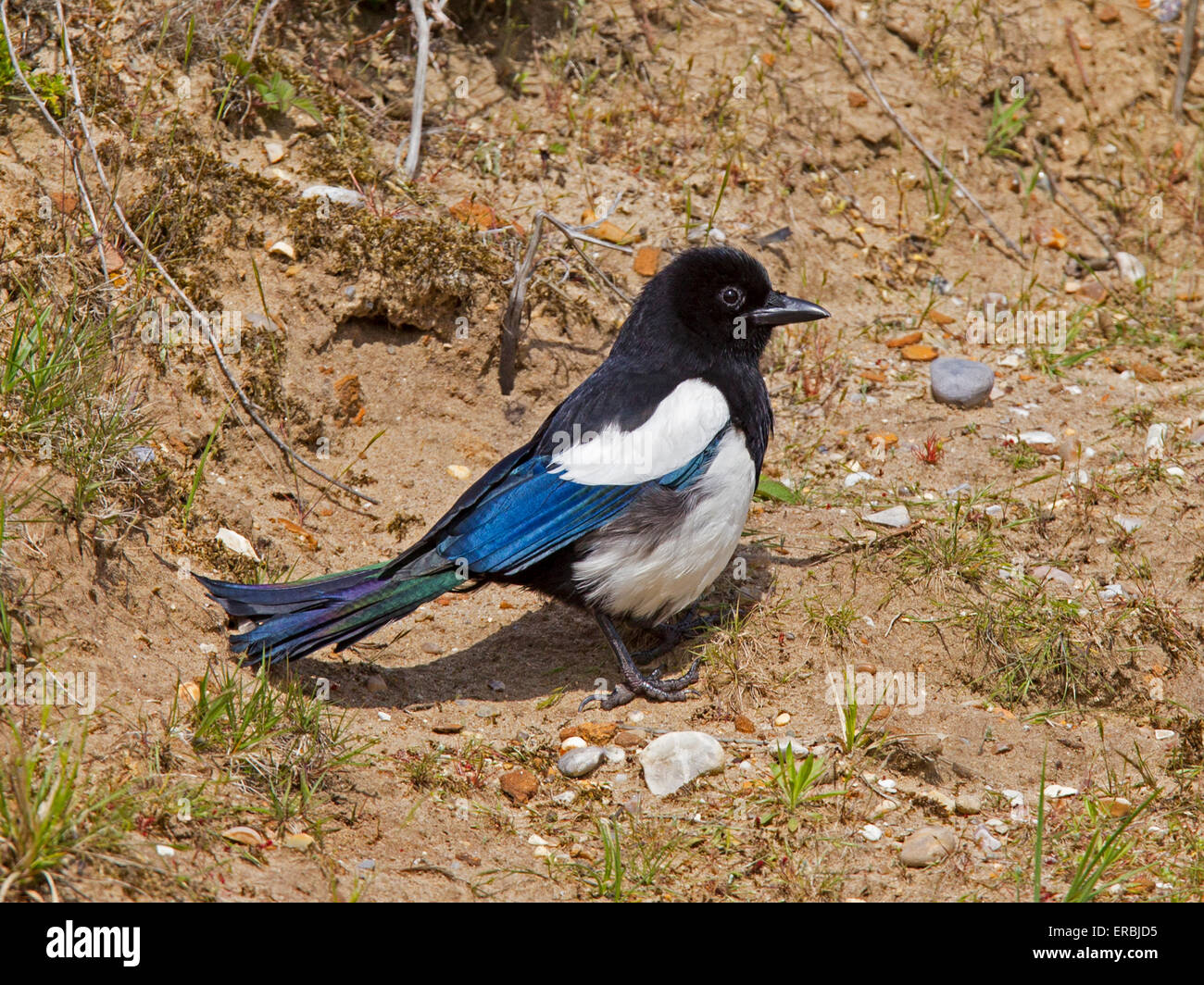 European magpie standing Stock Photo - Alamy