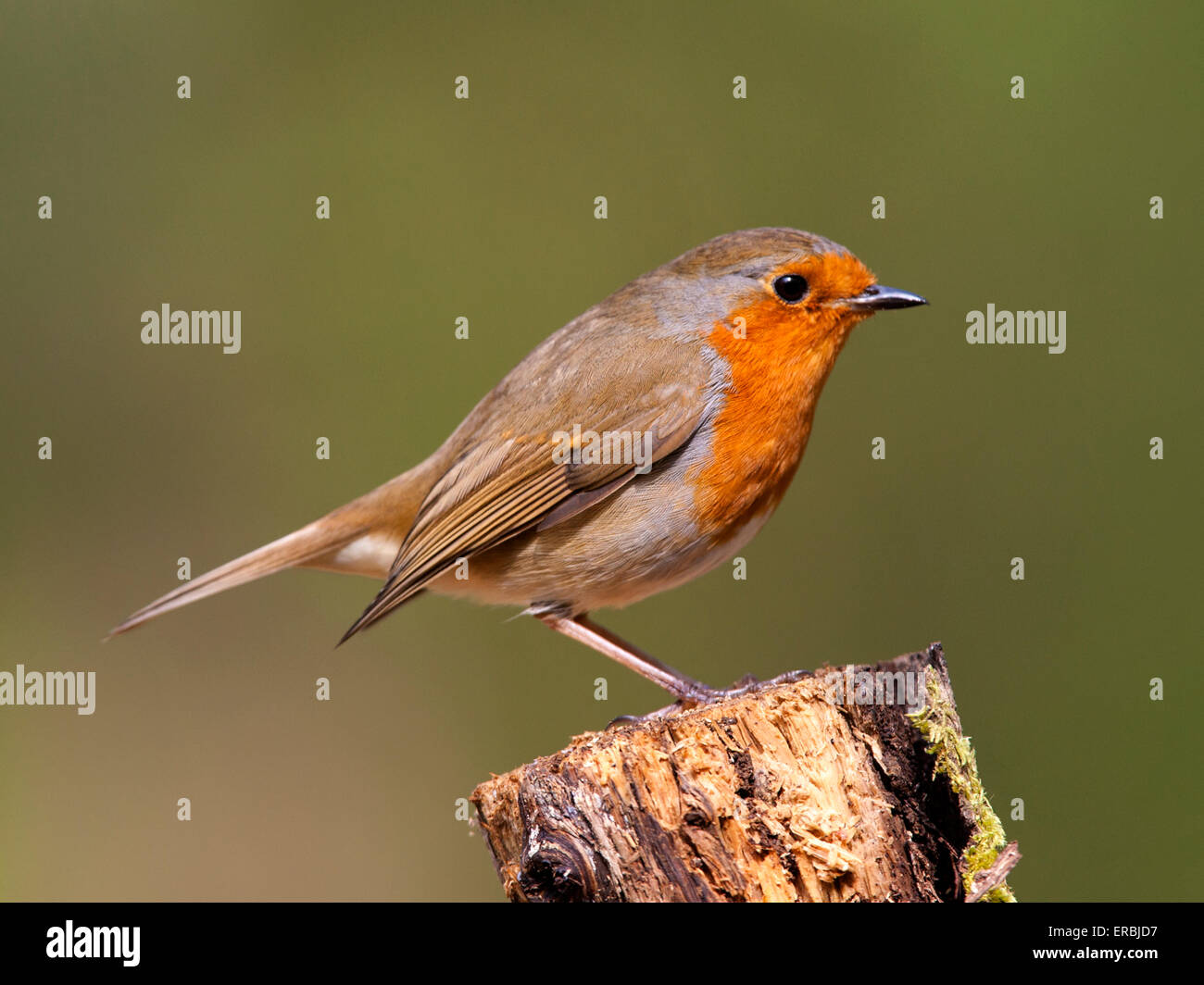 Robin tree hi-res stock photography and images - Alamy