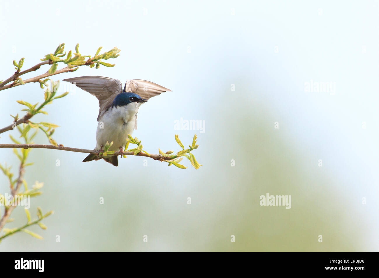 Tree swallow (Tachycineta bicolor) on tree branches spreading its wings ...