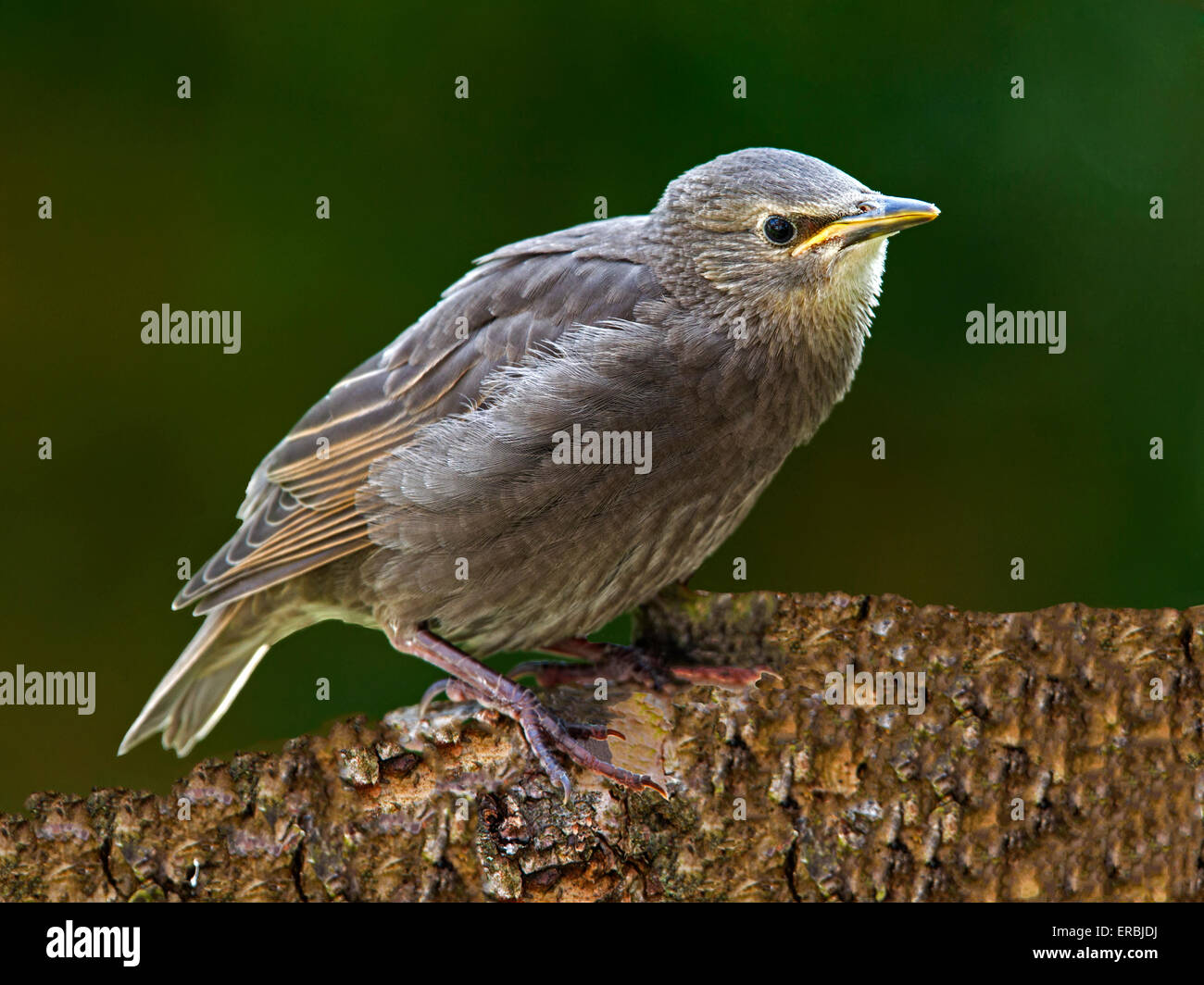 Juvenile common starling perched on branch Stock Photo - Alamy