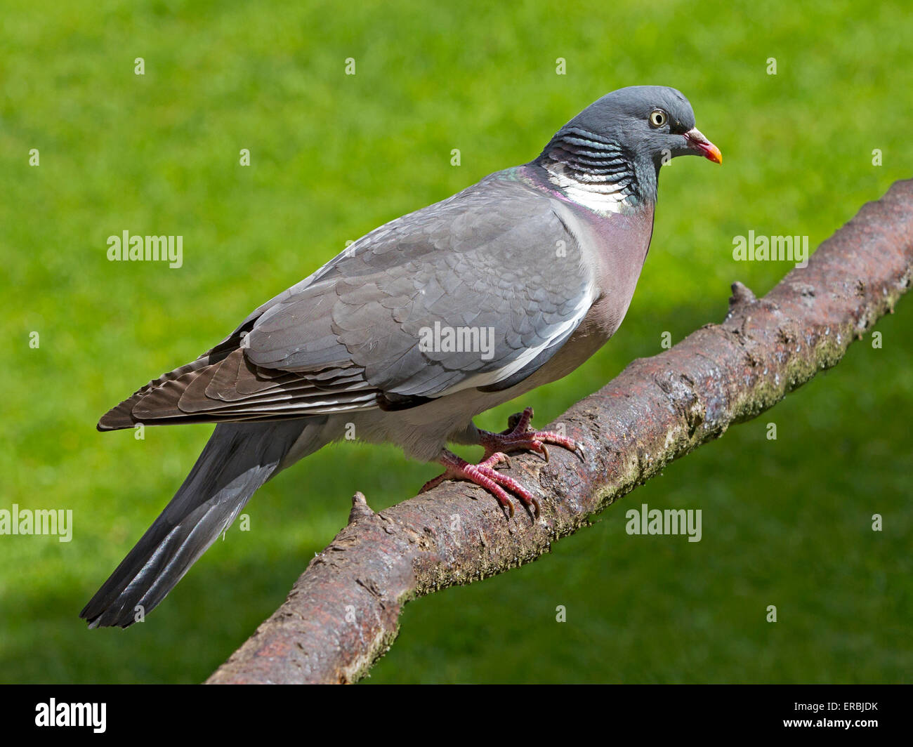 Common wood pigeon on branch hi-res stock photography and images - Alamy