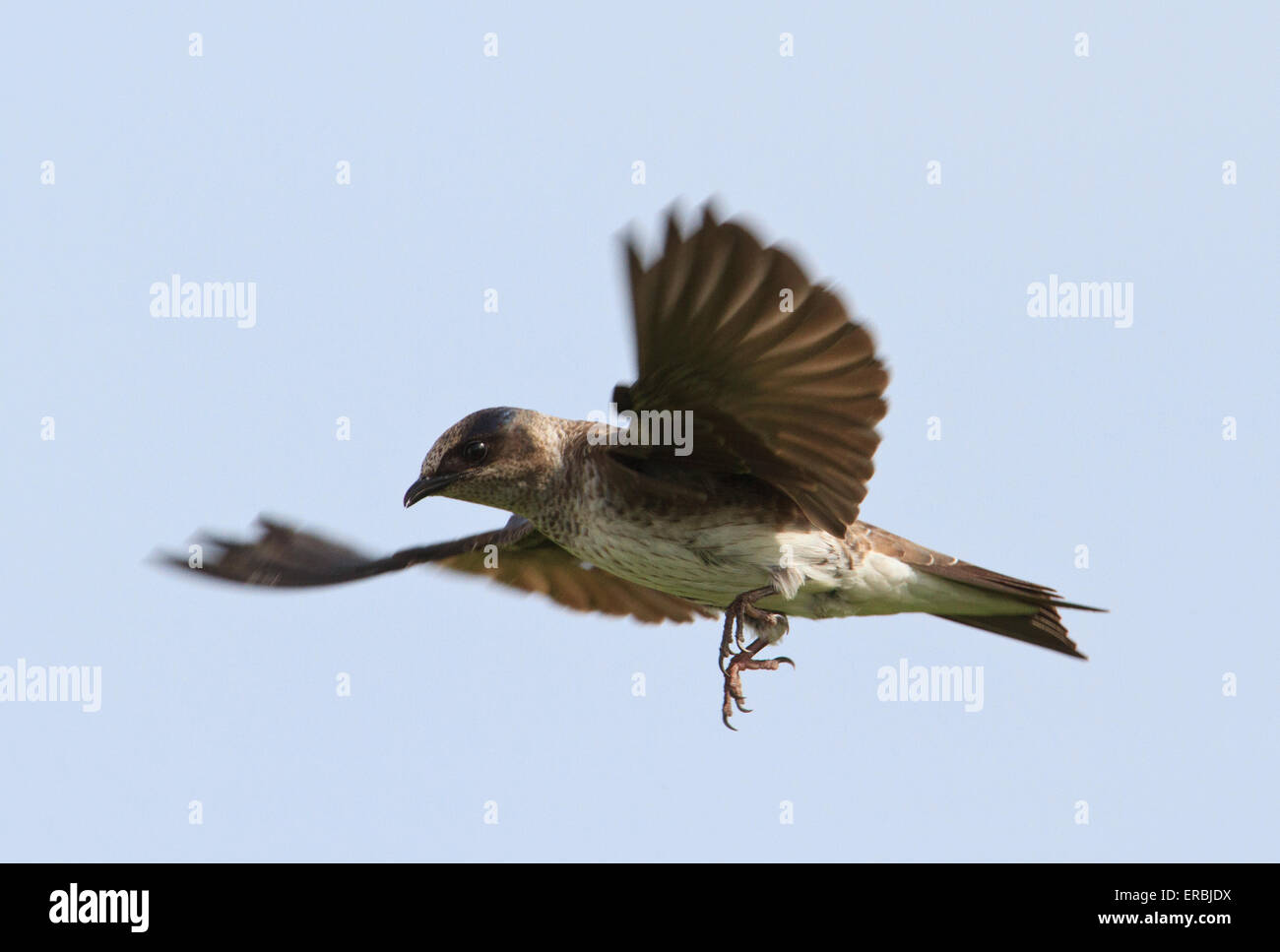 Female purple martin (Progne subis) in flight Stock Photo - Alamy