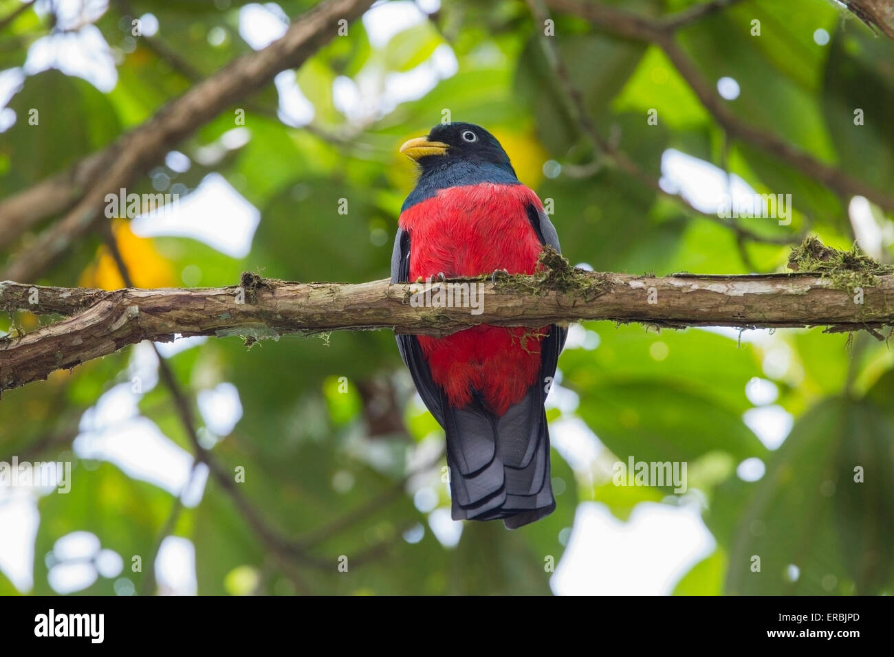 Choco trogon (Trogon comptus) adult male perched on branch of tree in ...