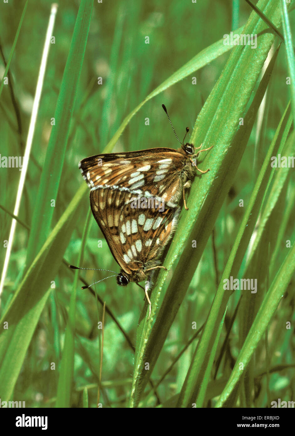 Duke of Burgundy - Hamearis lucina Stock Photo - Alamy