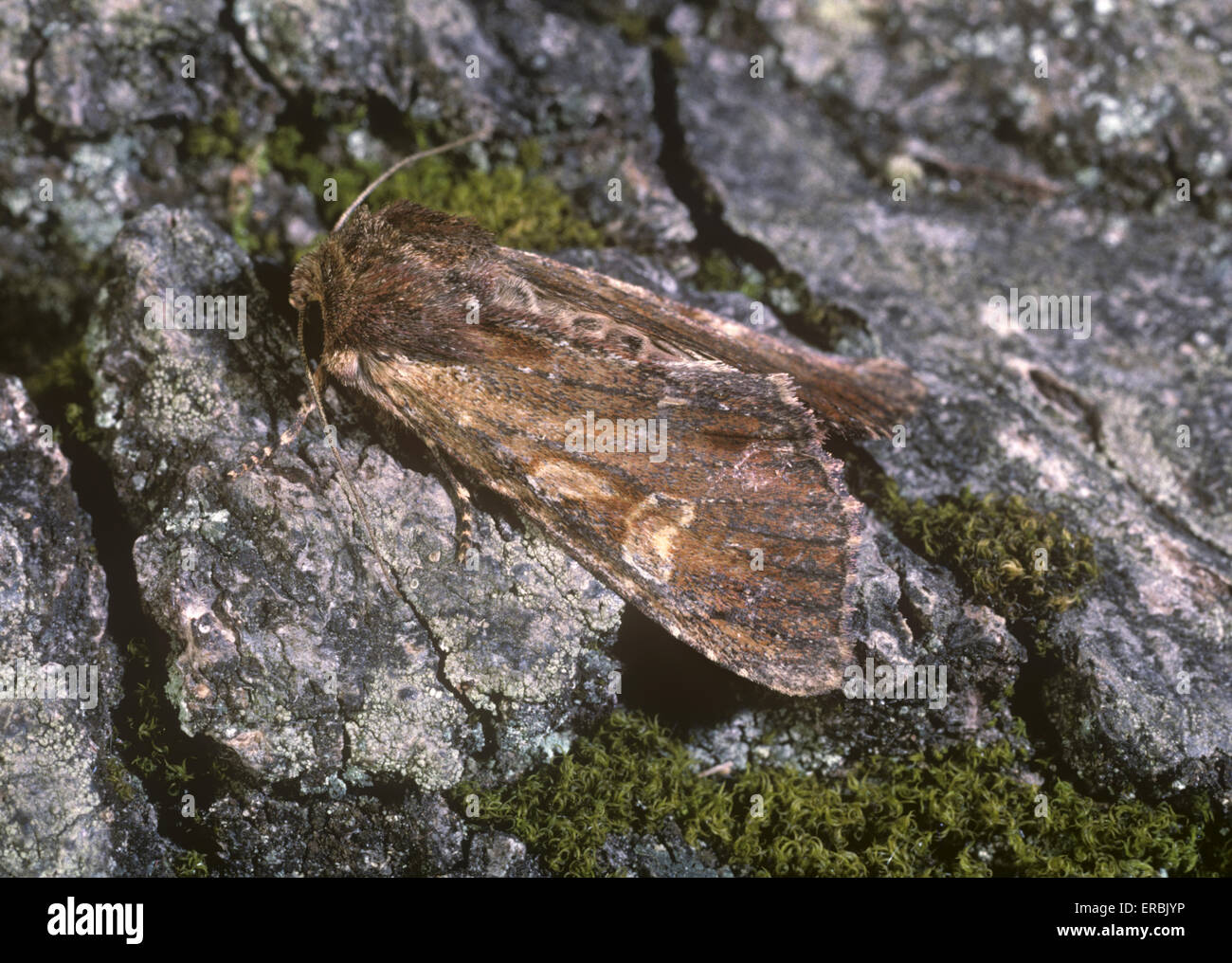 Clouded-bordered Brindle - Apamea crenata Stock Photo - Alamy