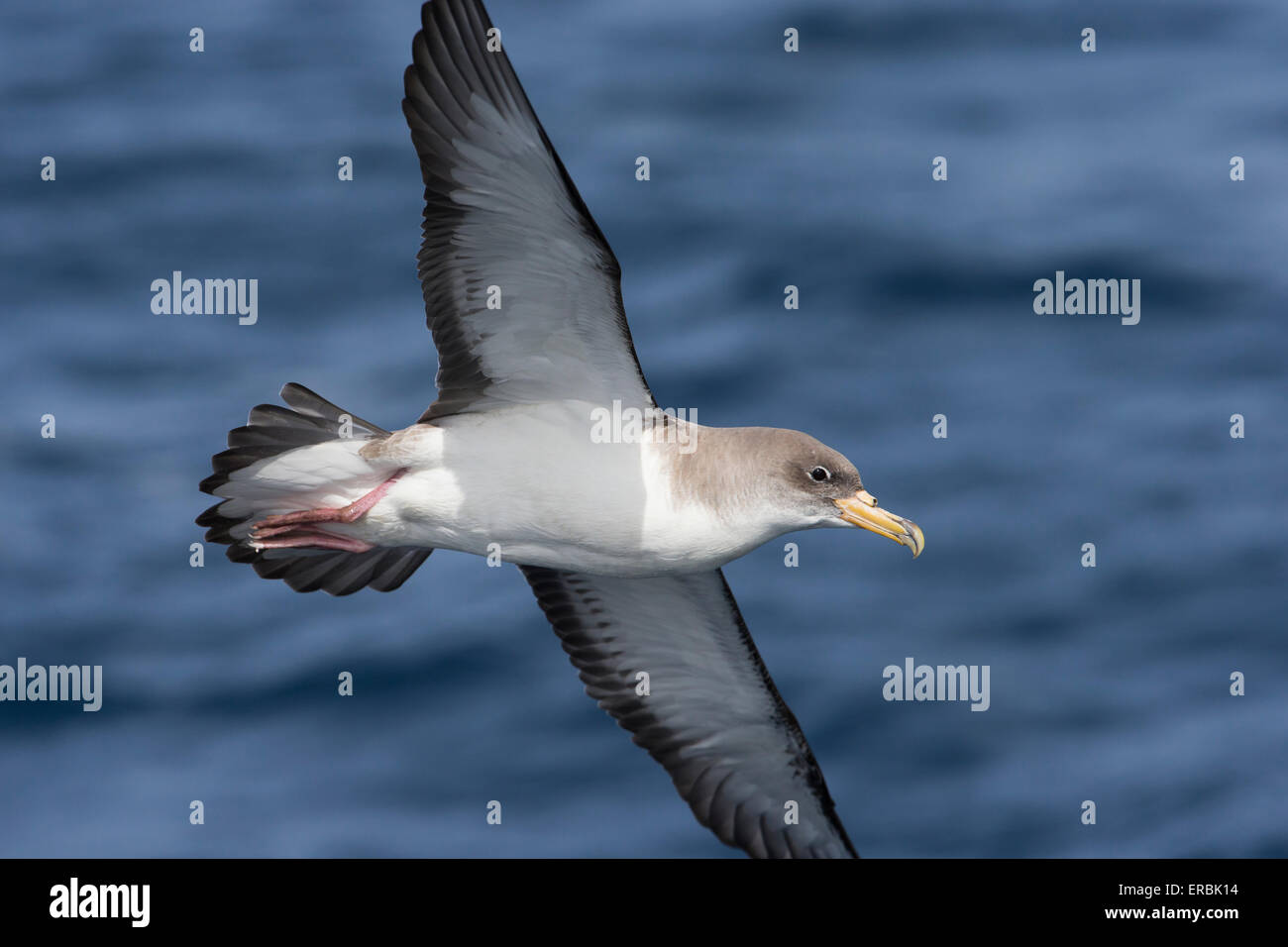 Cory's shearwater Calonectris diomedea, adult, in flight over ocean ...