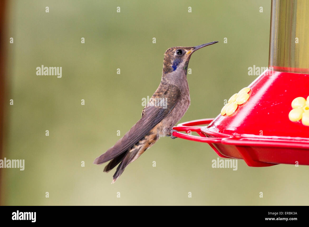 brown violetear hummingbird (Colibri delphinae) adult feeding at ...