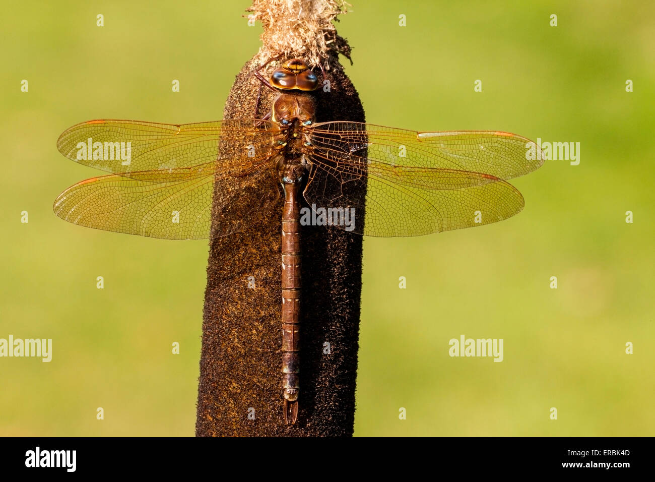 Bog hunt spiders hi-res stock photography and images - Alamy
