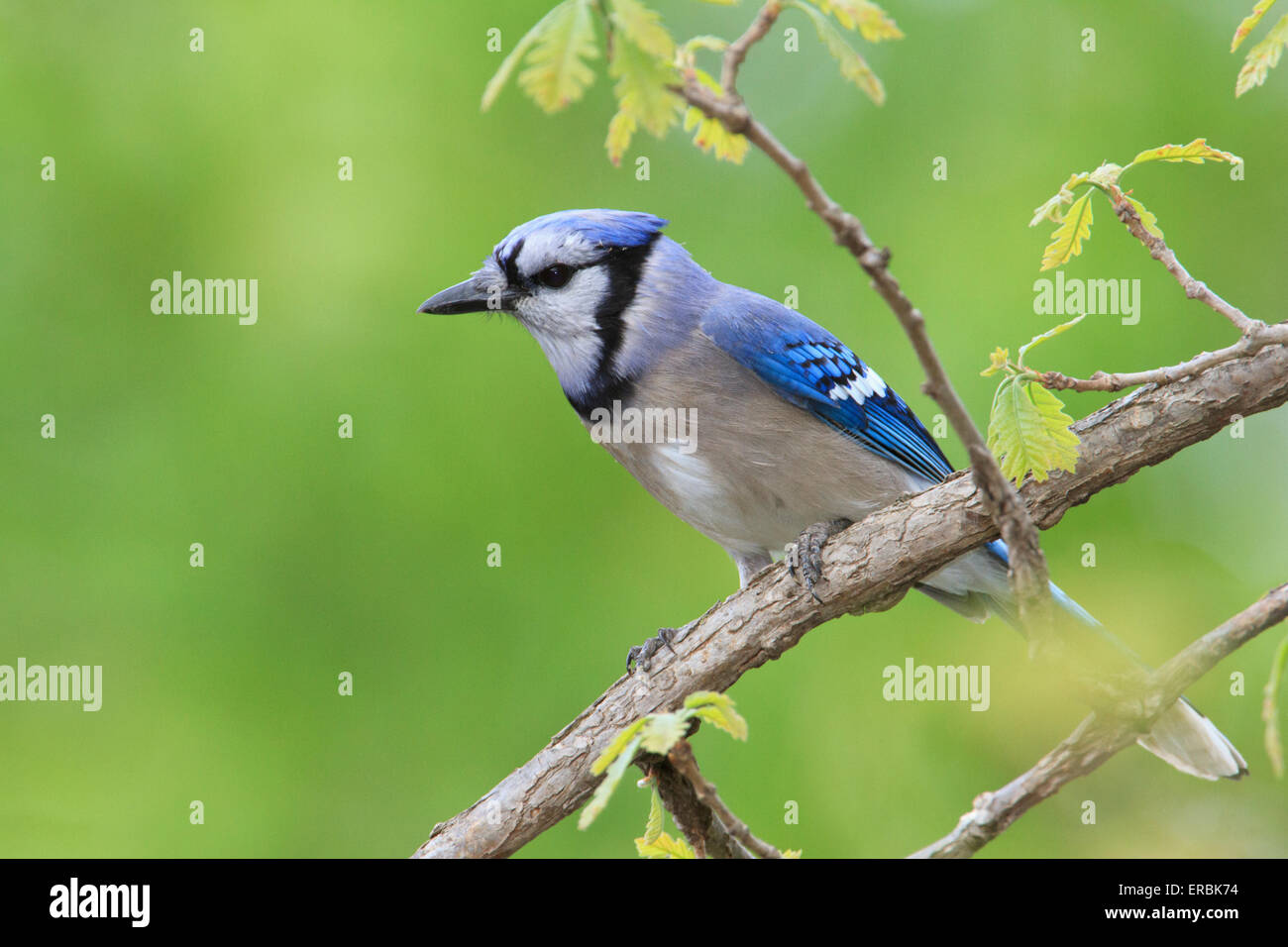 Blue jay (Cyanocitta cristata Stock Photo - Alamy