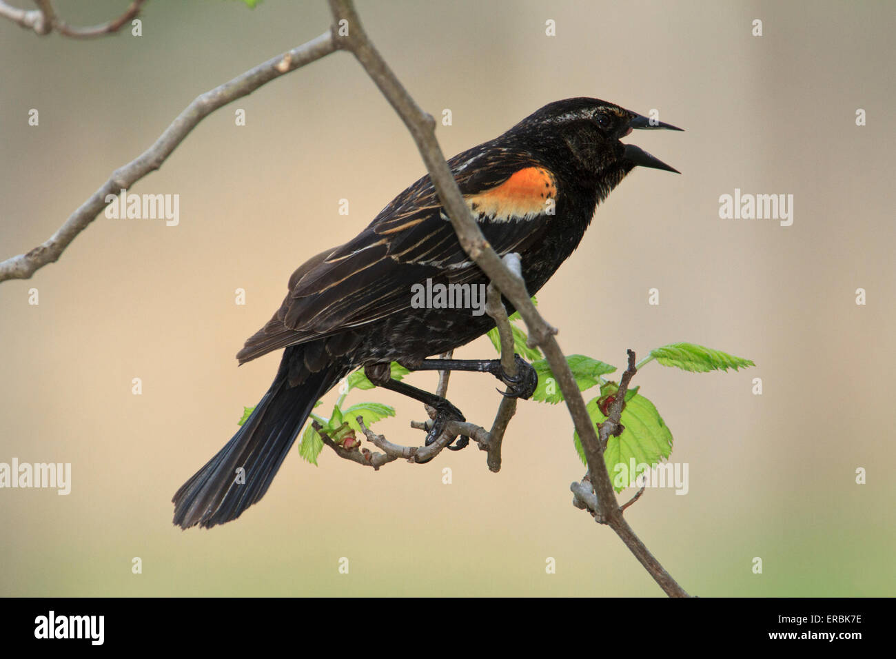Immature male Red-winged blackbird Agelaius phoeniceus Stock Photo - Alamy