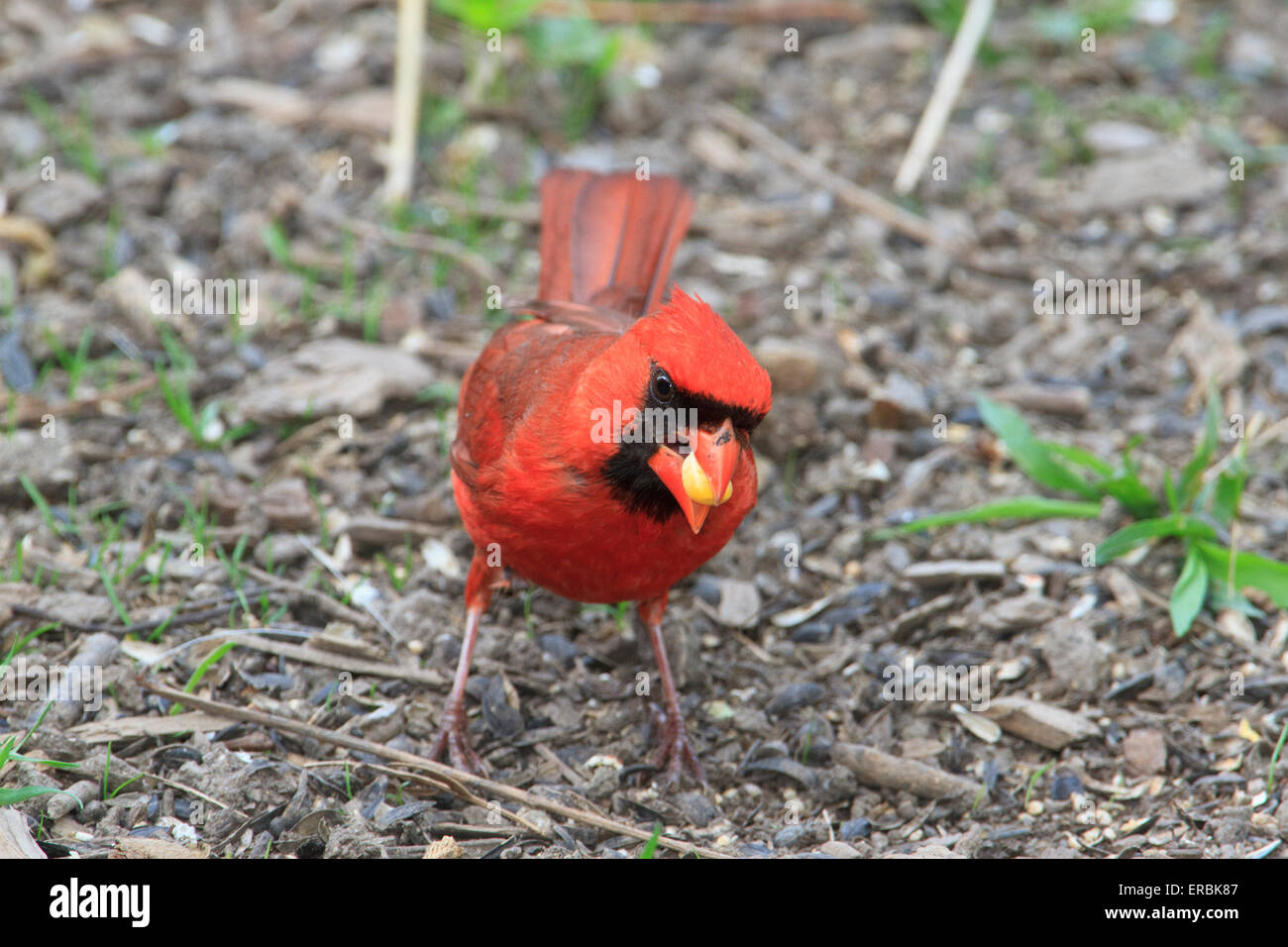 Male Northern Cardinal (Cardinalis cardinalis Stock Photo - Alamy