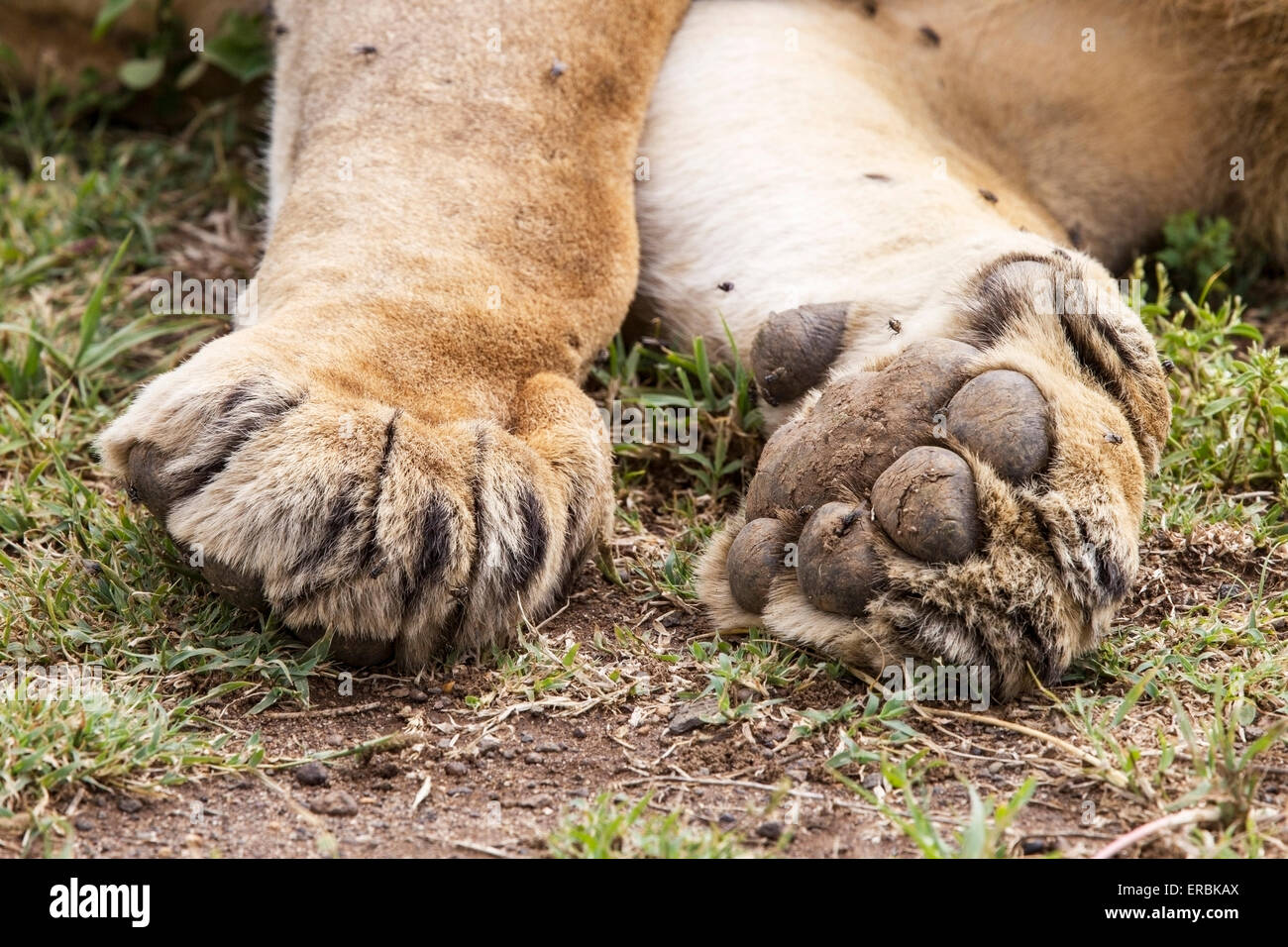 Lion paws male close up hi-res stock photography and images - Alamy