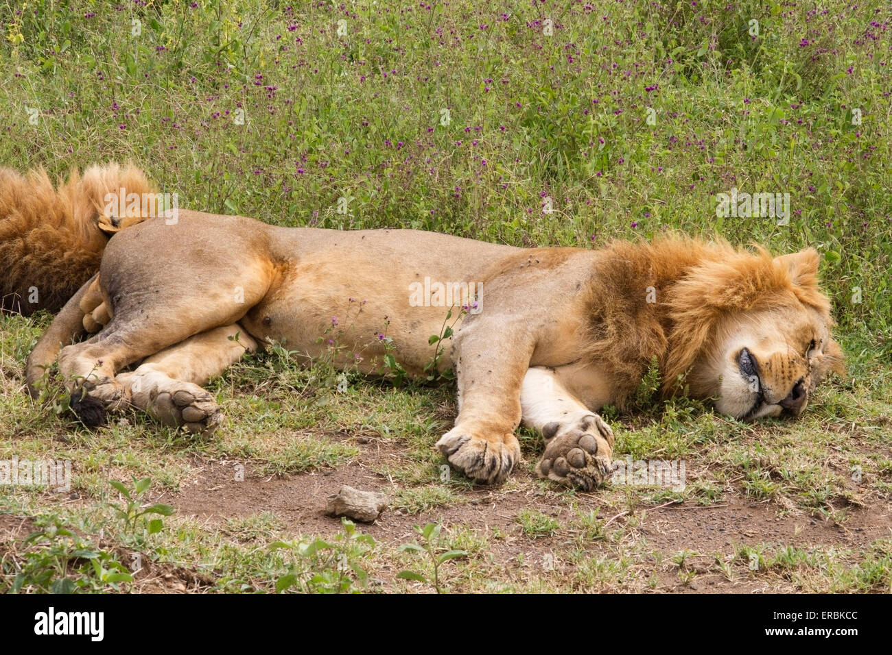 lion (Panthera leo) two males sleeping on ground, Kenya, Africa Stock ...