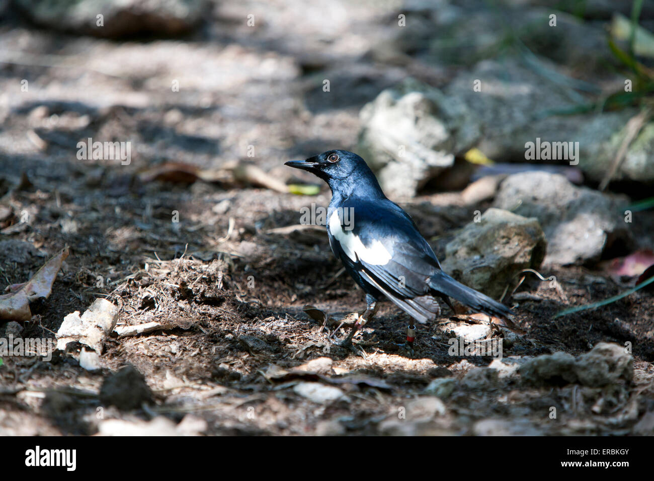 Seychelles magpie-robin Copsychus sechellarum, adult ringed on Cousin ...