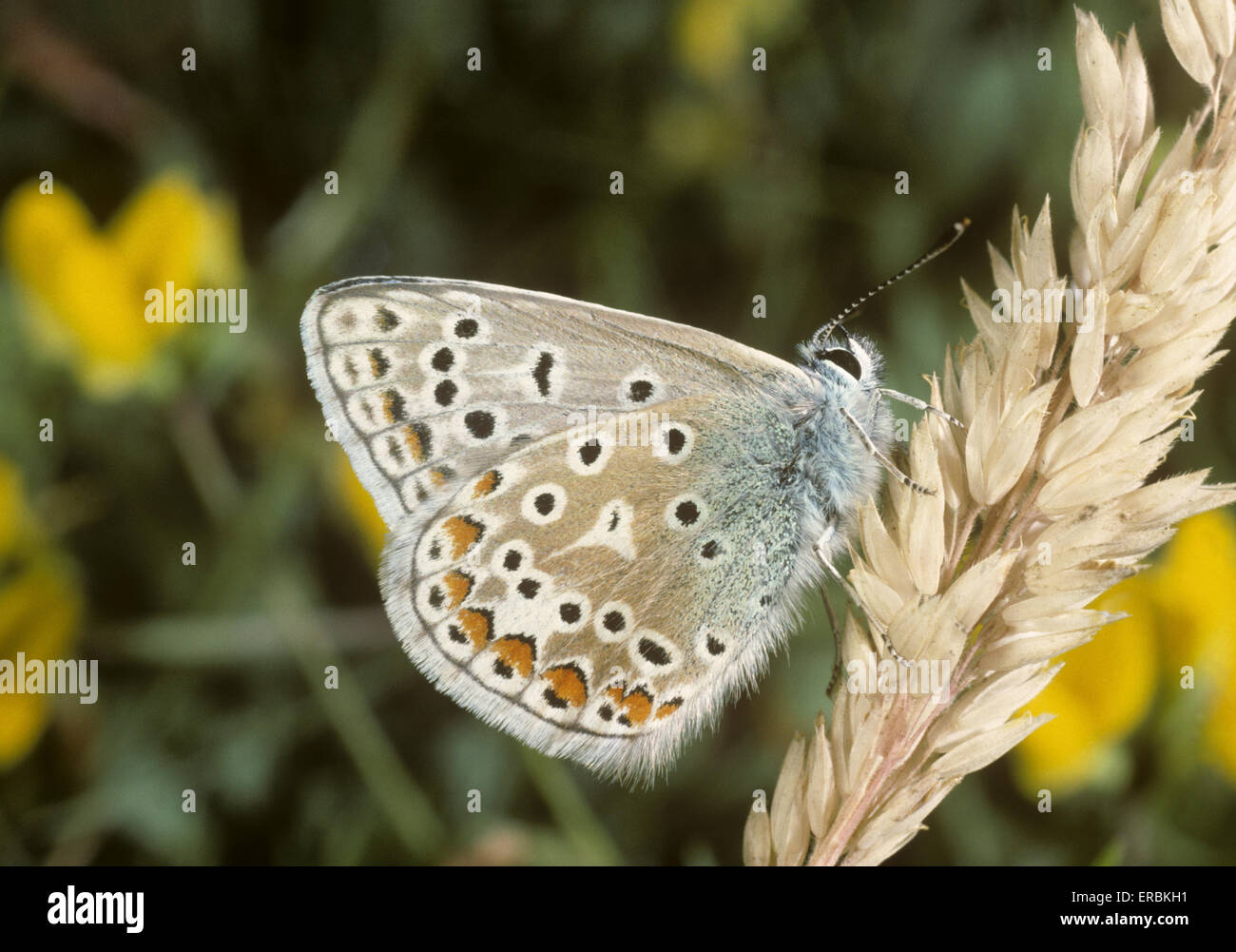Common Blue - Polyommatus icarus Stock Photo - Alamy