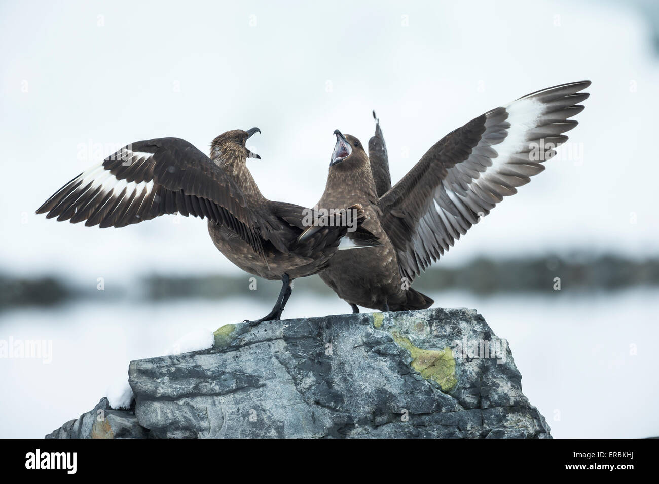 South polar skua hi-res stock photography and images - Alamy