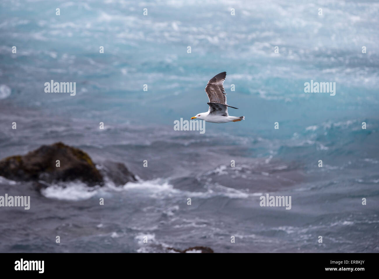 Yellow-legged gull Larus michahellis, juvenile, in flight, Beira Mar de ...