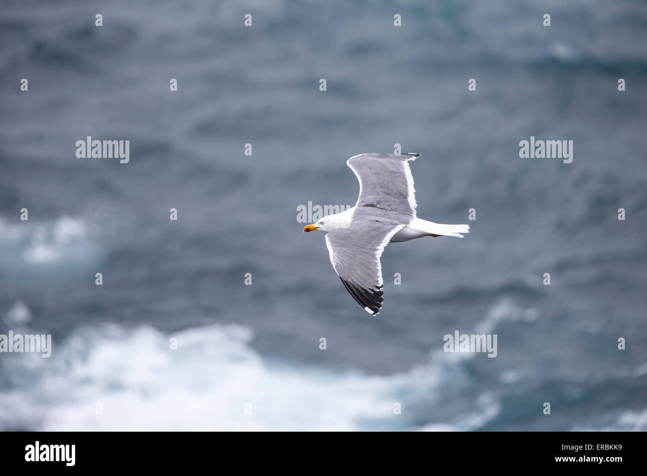Azores gull hi-res stock photography and images - Alamy