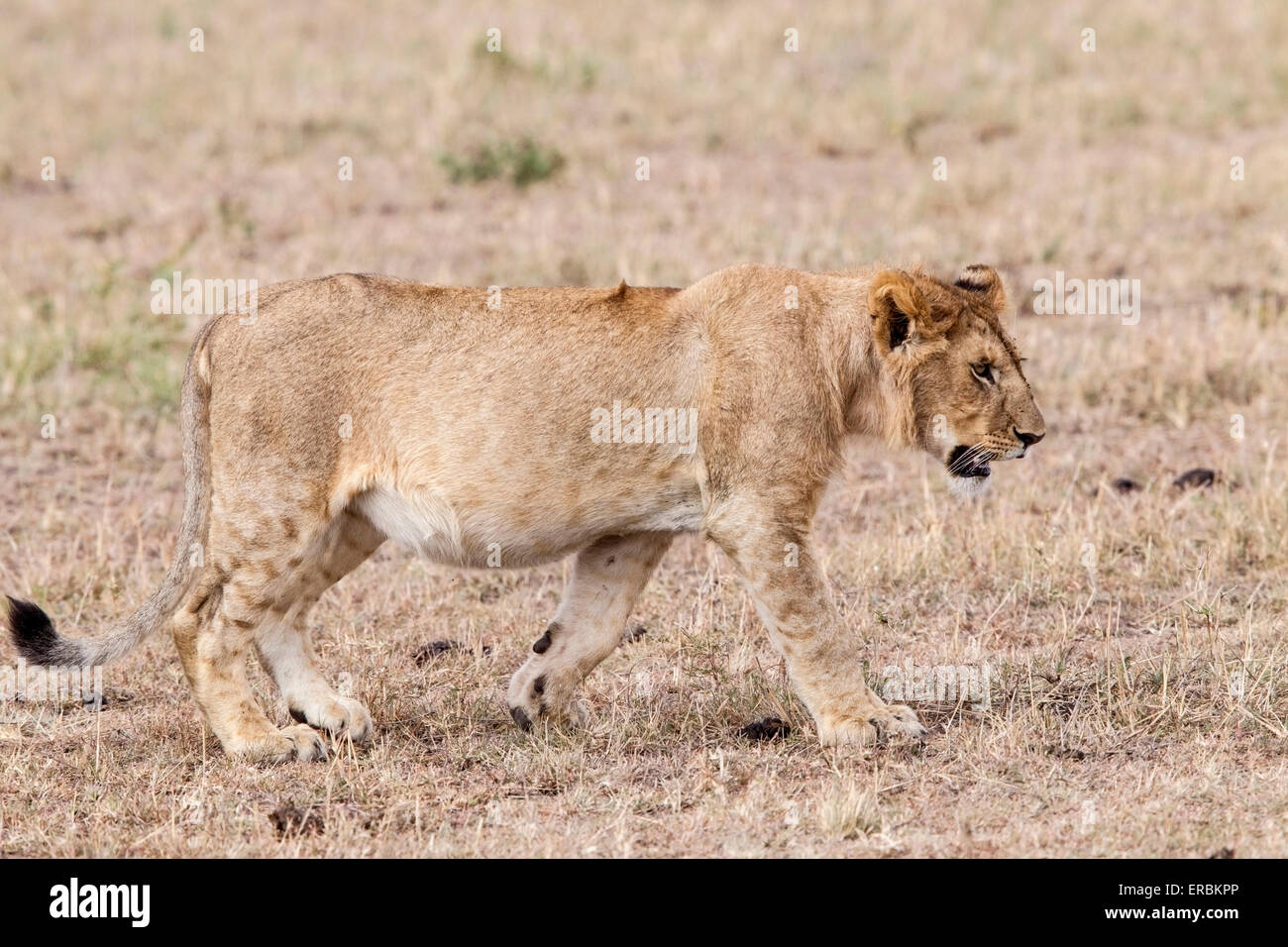 lion (Panthera leo) single large cub, walking on ground, Masai Mara ...